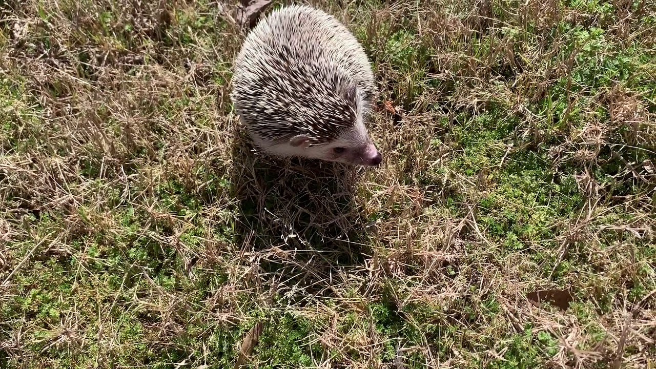 Going outside with my hedgehog - YouTube