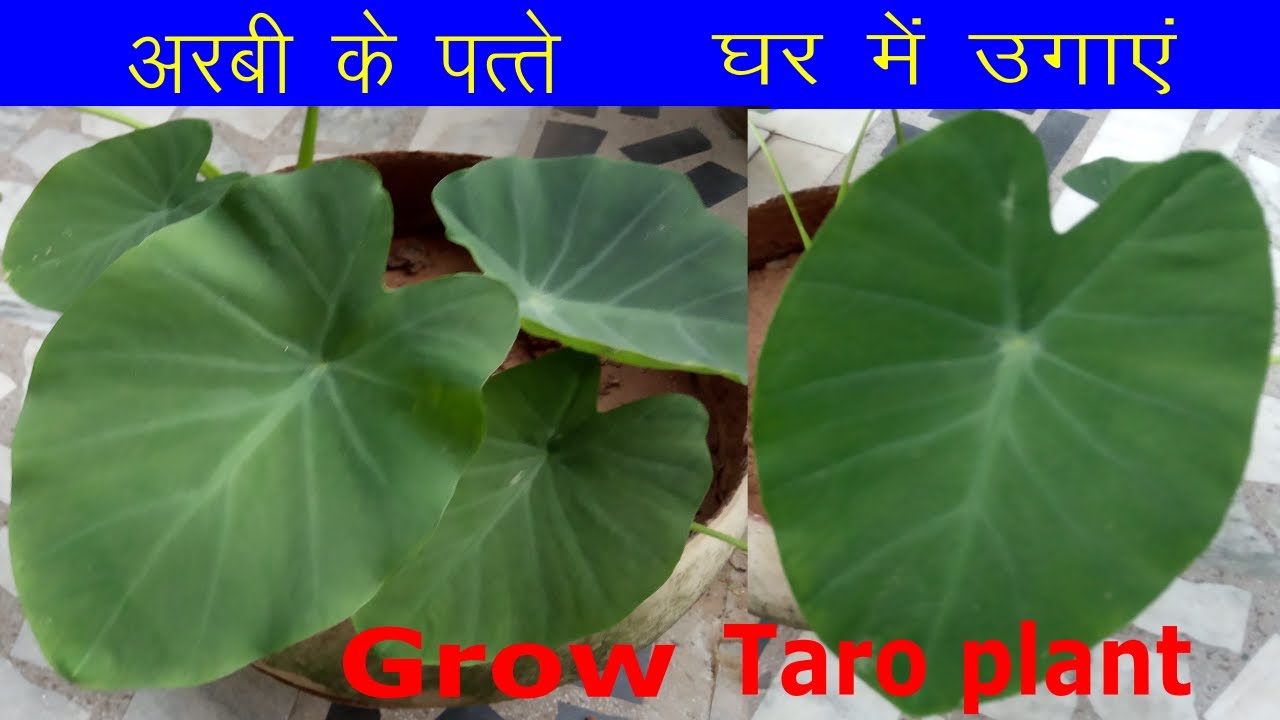 Arbi ke patte Ghar pe hi lagaye/Grow Taro plant at home. - YouTube