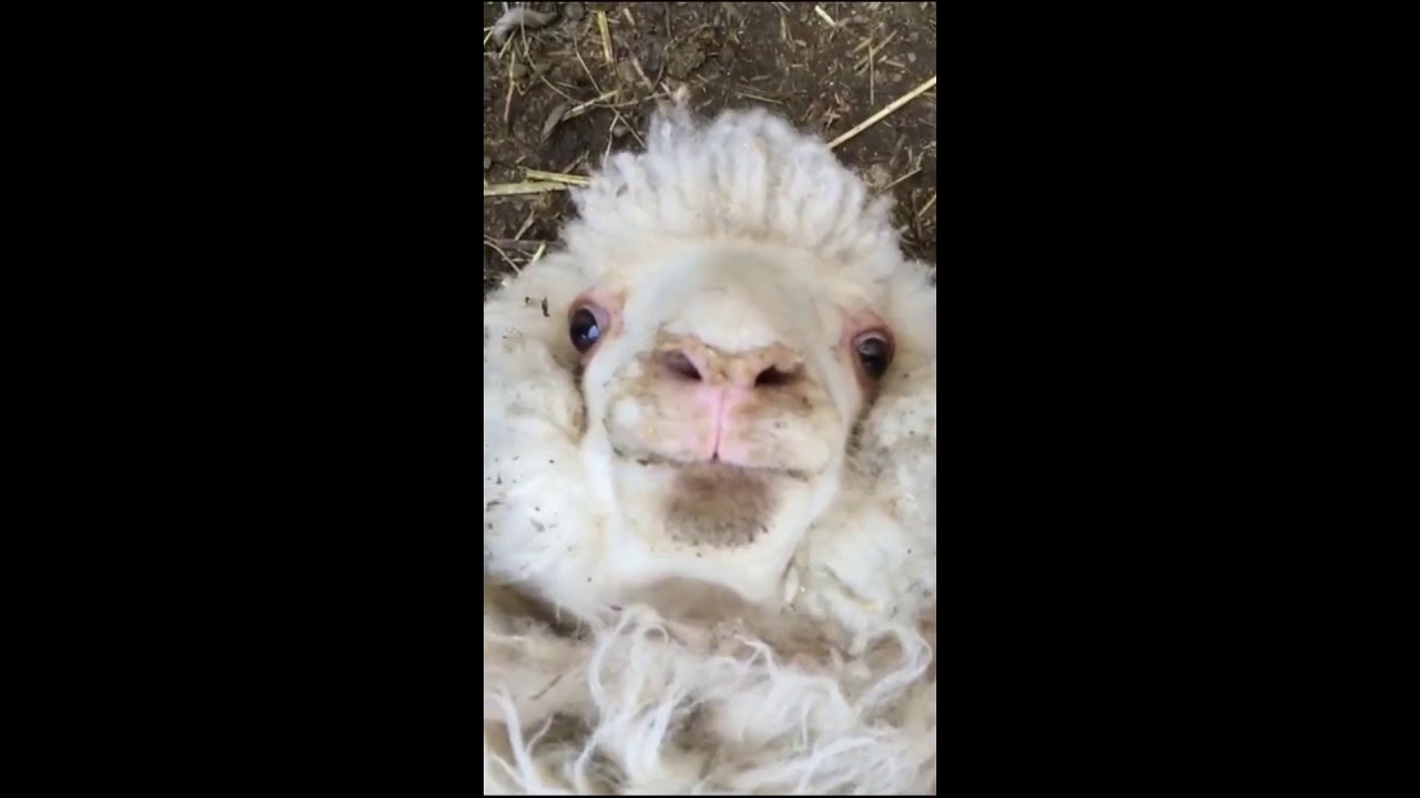 Goat Grips - YouTube