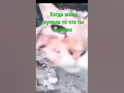 кот носок - YouTube