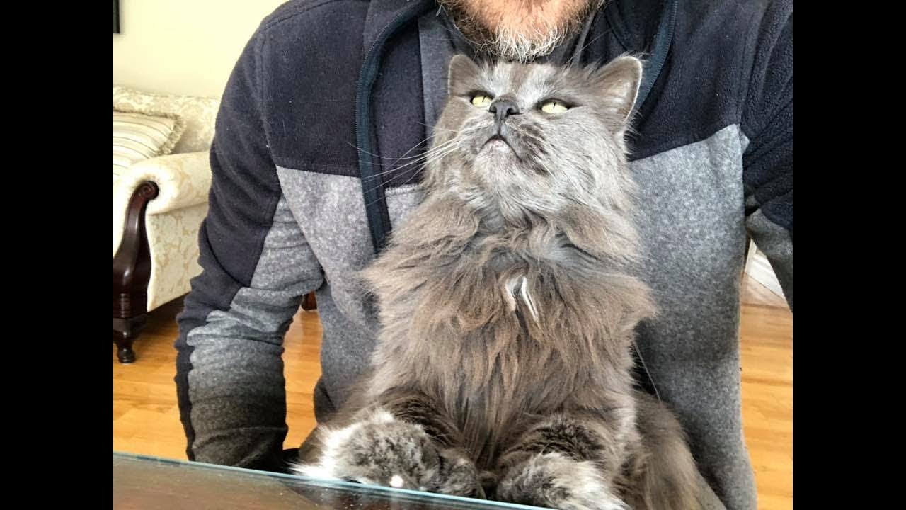 Heart Failure in Cats - Treatment and Kemo's Story - YouTube