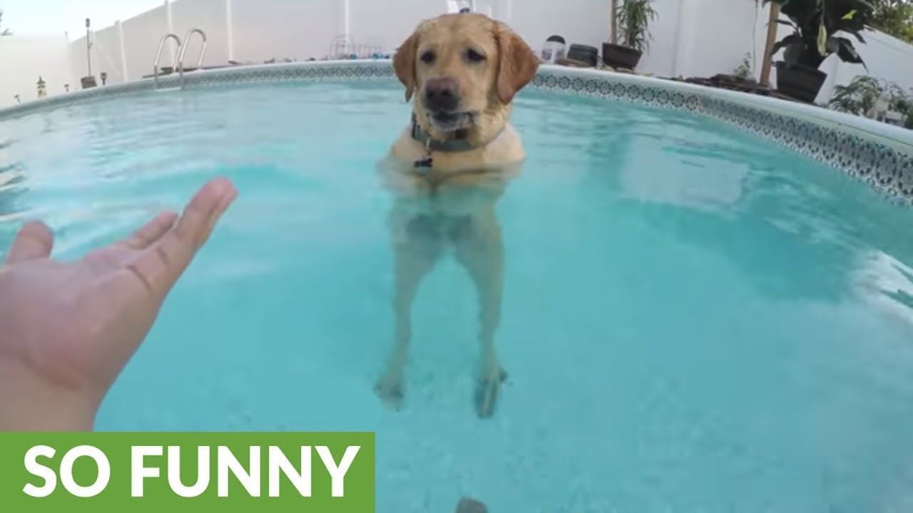 Clever dog learns how to stand in pool like a human - YouTube