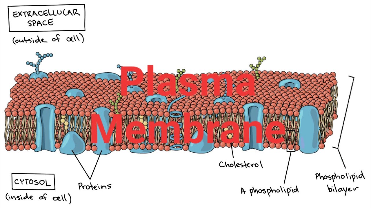 IX Biology-Cell - Lecture 5 (Plasma membrane) - YouTube