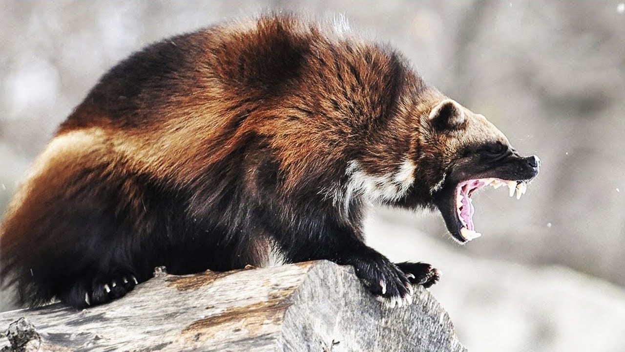 KEEP YOUR DISTANCE! - Meet The Most Ferocious Animal On The Planet ...