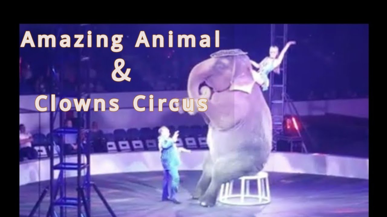 Amazing Animal & Clowns Circus PART- 2 - YouTube