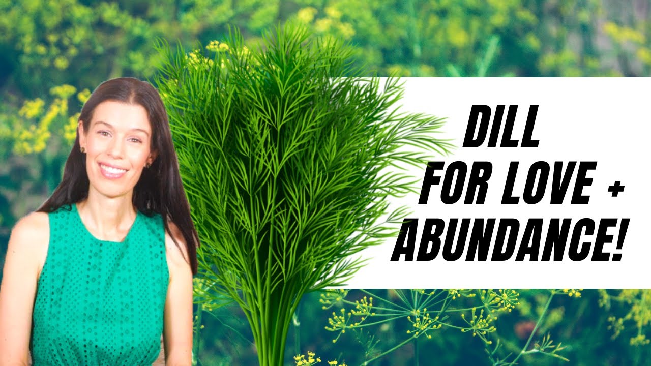 Dill Tea : An Amazing Herbal Love Potion! - YouTube