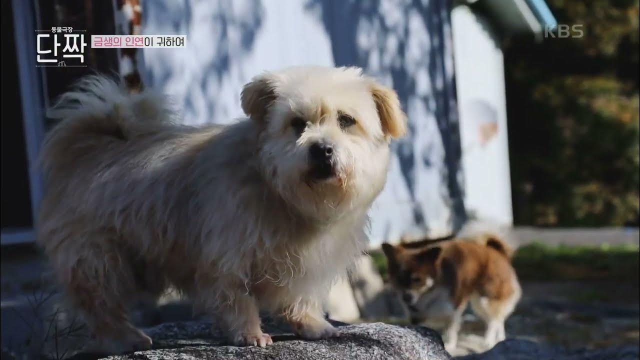 사람들의 마음을 위로하는 천도재 [동물극장 단짝] | KBS 221112 방송 - YouTube