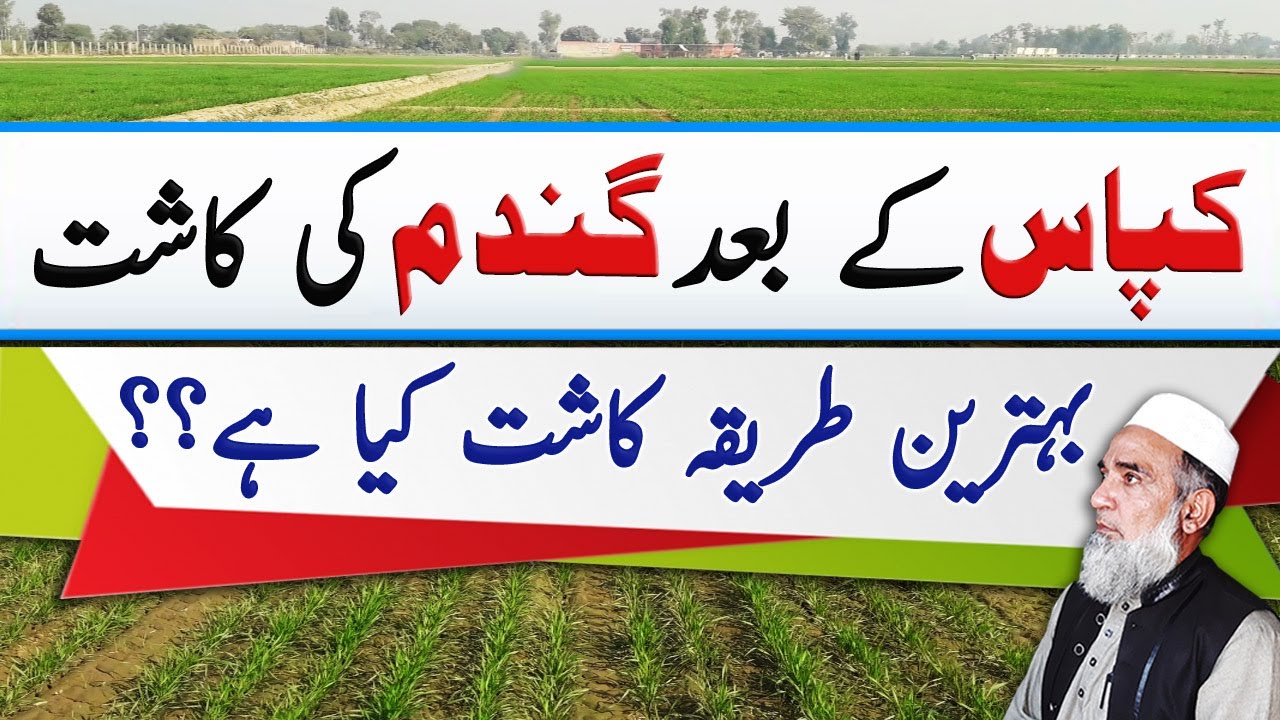 Best sowing method of Wheat after Cotton || Crop Reformer - YouTube