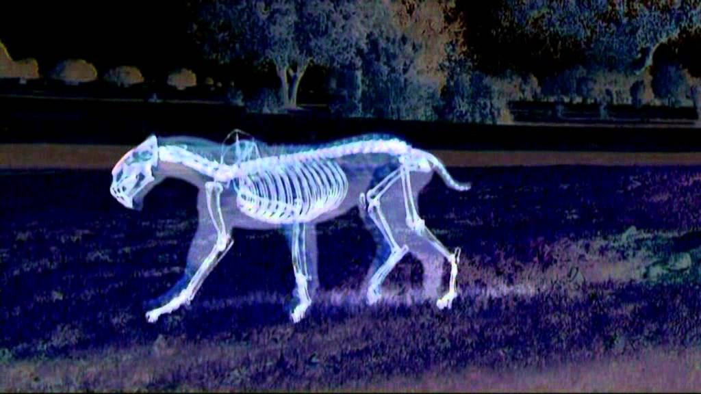 Bringing the Sabertooths Back to Life - CLIP 2 - YouTube