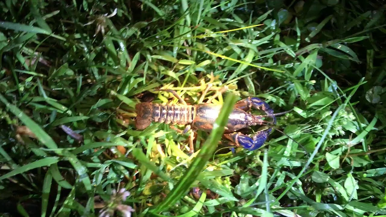 Rare Blue Crawfish Found on WV Farm #shorts - YouTube
