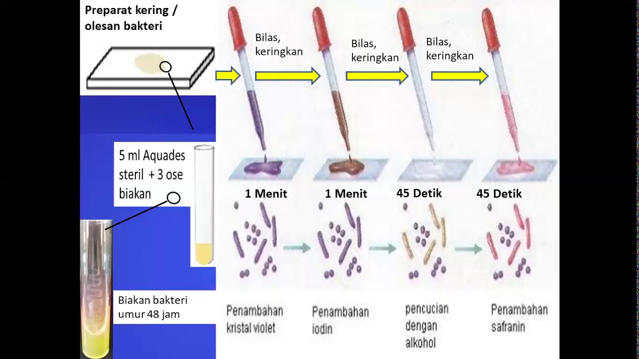 PEWARNAAN GRAM - YouTube