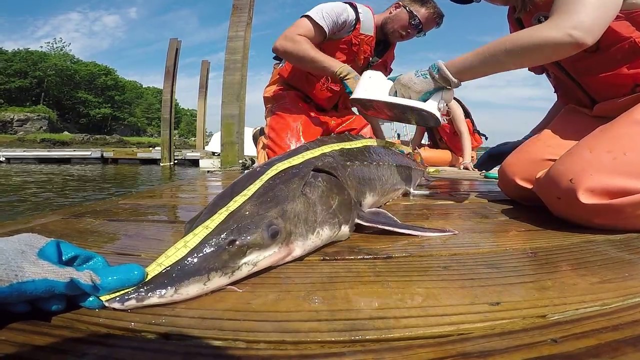 Setting a Gill Net and Sturgeon work-up - YouTube