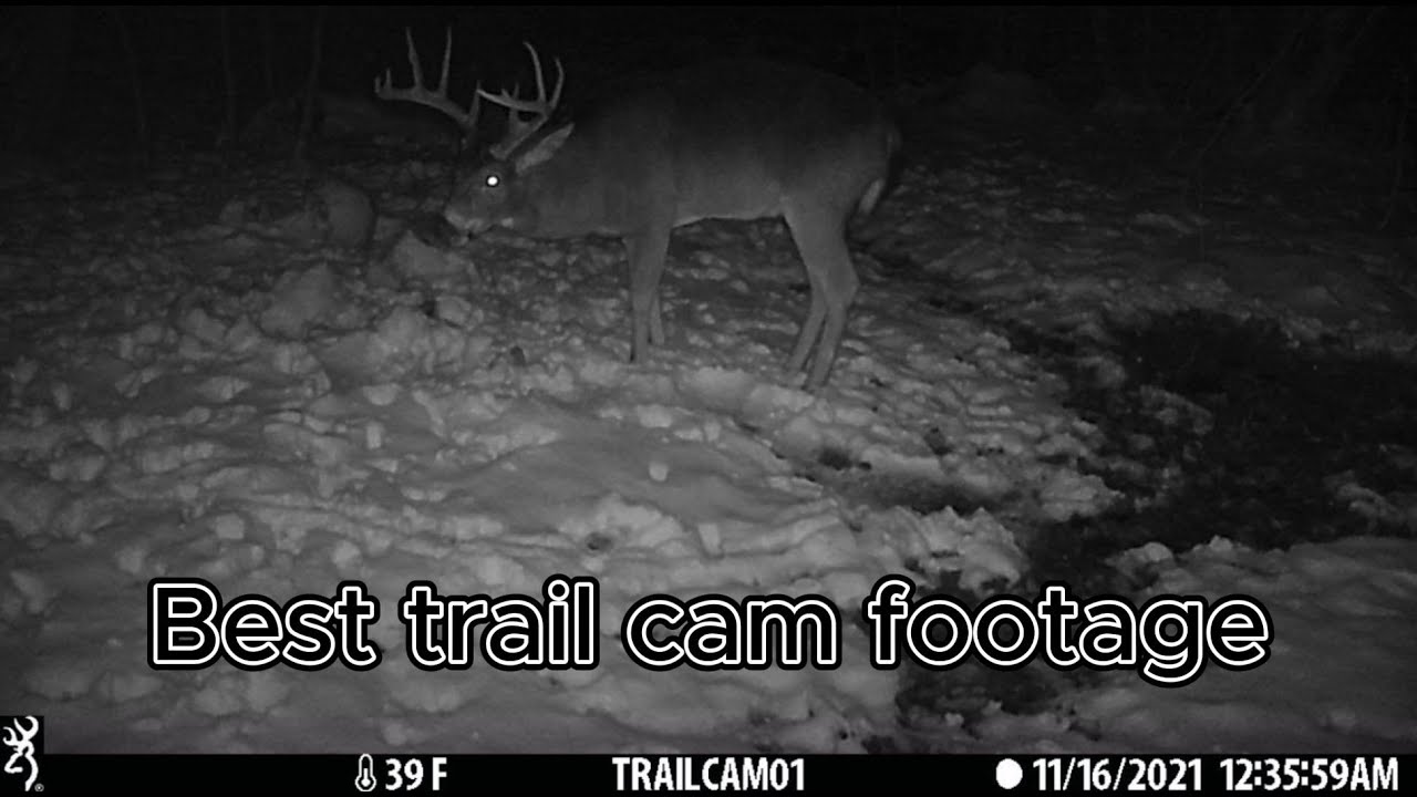 2 years of our best trail cam footage!! - YouTube