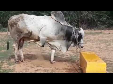 BIG ONGOLE BULL - YouTube
