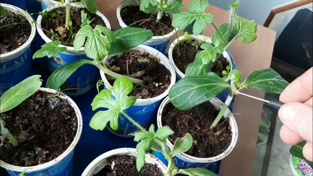 Выбор способа прививки арбуза для новичка. - YouTube