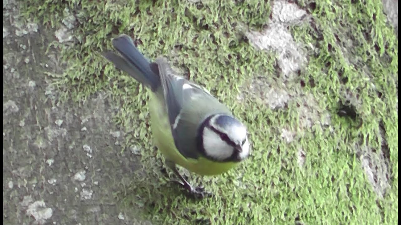 Eurasian blue tit - Blaumeise sucht sich ihr Futter (Cyanistes ...