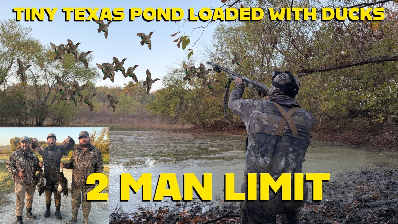 Tiny Pond MAYHEM! Mixed Bag Duck Hunt LOADED With Teal, Woodies ...