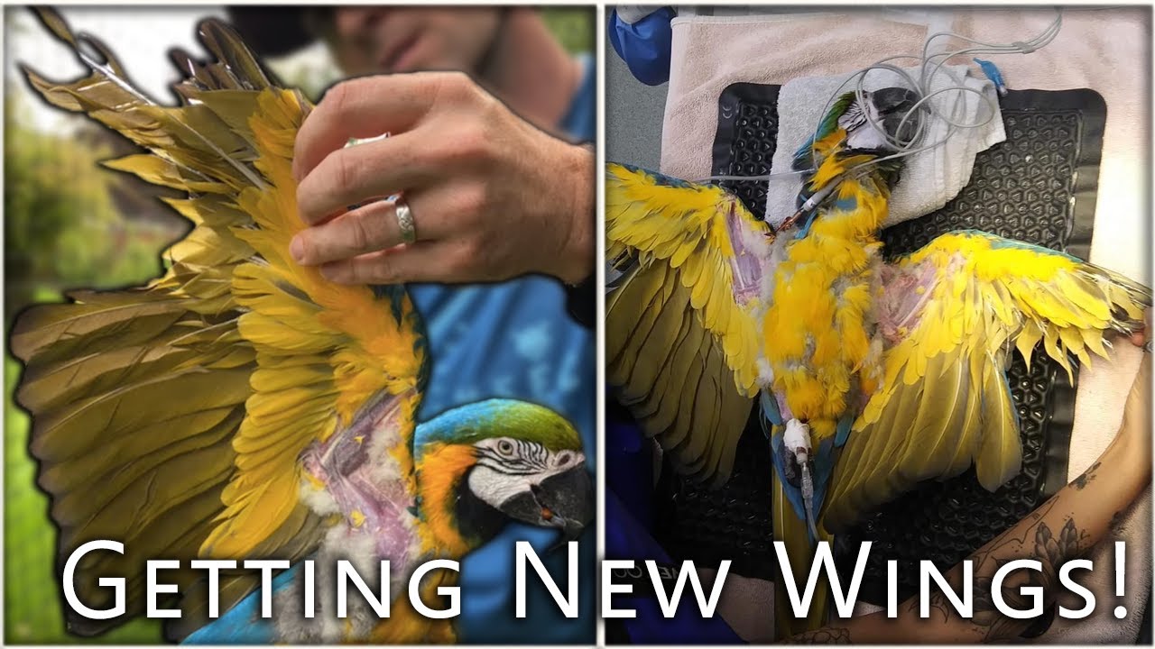 Macaw Gets a New Set of Wings!! | Sunny Getting Imped Feathers - YouTube