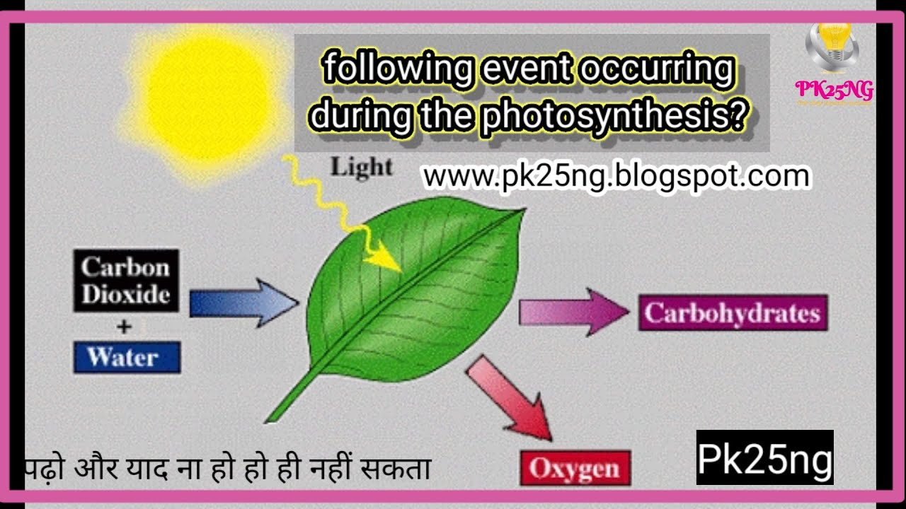 #Following event occurs during the process of photosynthesis NCERT ...