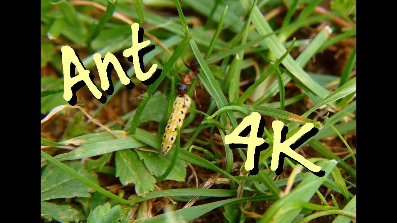 Ant 4K - YouTube