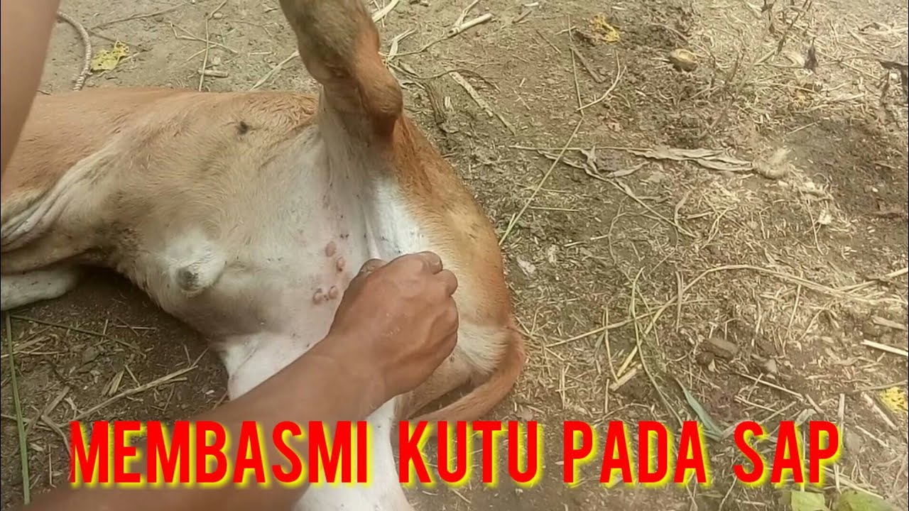 Membasmi kutu pada anak sapi(PIET) - YouTube