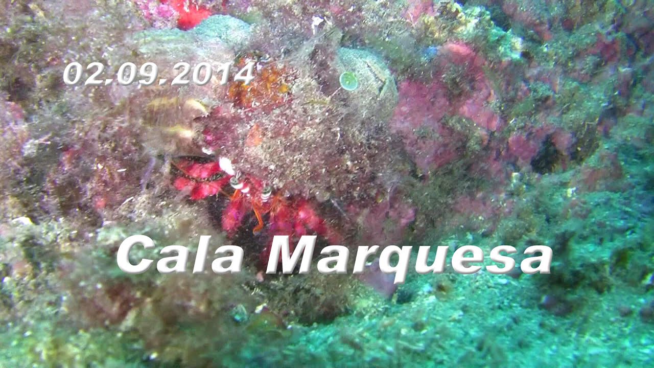 02.09.2014 - Cala Marquesa - Tauchen an der Costa Brava [#0003] - YouTube