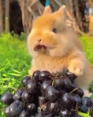 Cute Bunny Eating Blueberries #shorts - YouTube