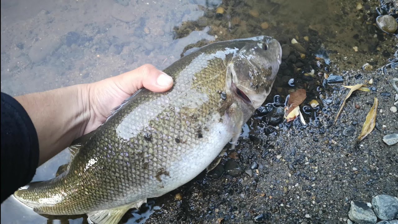 Mi Récord!! De Perca Trucha 🎣 - YouTube