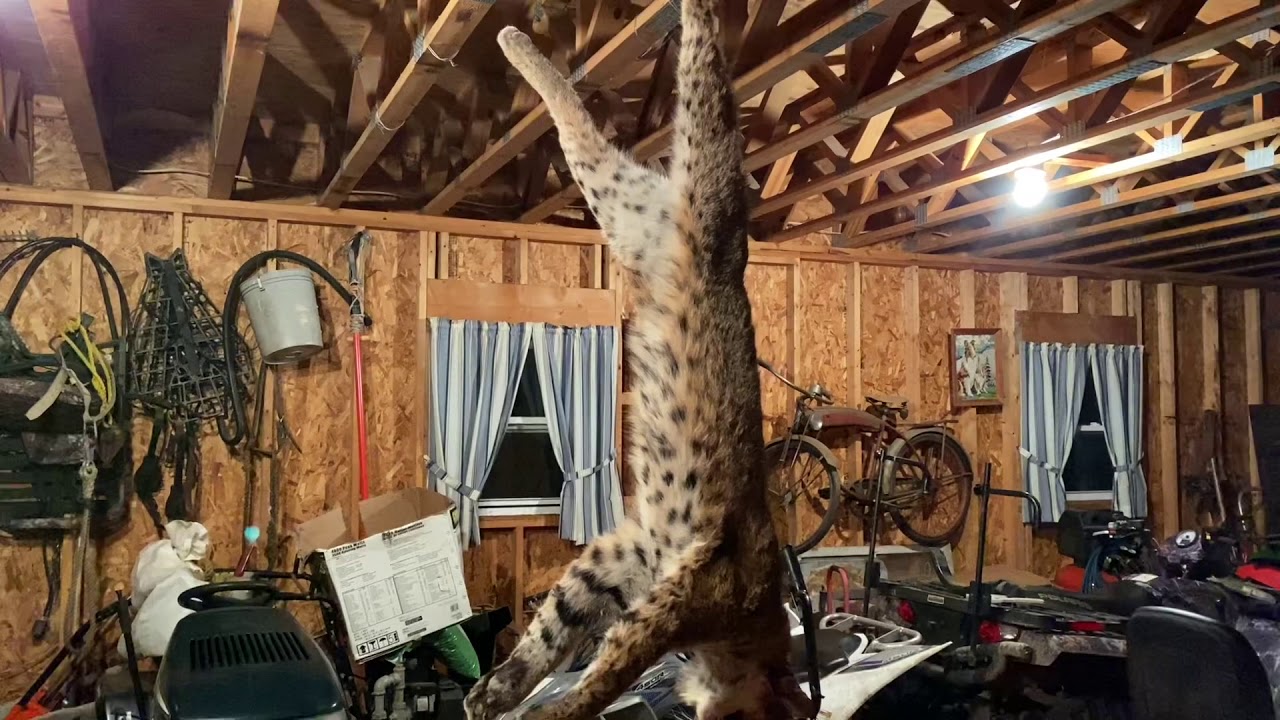 First Bobcat of the 2020 West Virginia trapping season. - YouTube