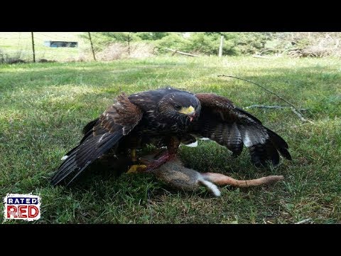 3 of the Most Common Raptor Breeds Used for Falconry - YouTube