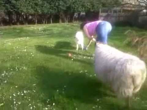 sheep bouncing! hopping! lolly the pet sheep!!!! - YouTube