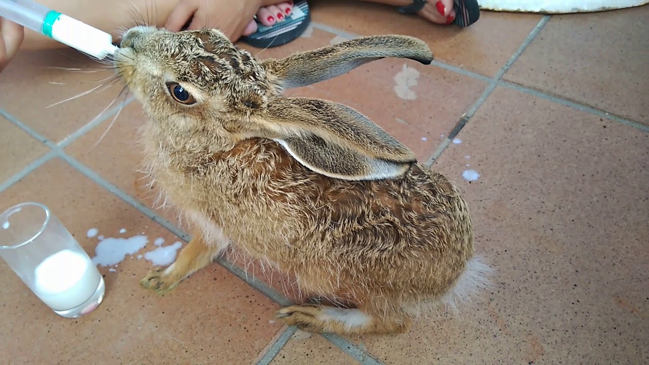 Liebre salvaje tomando leche de vaca - YouTube