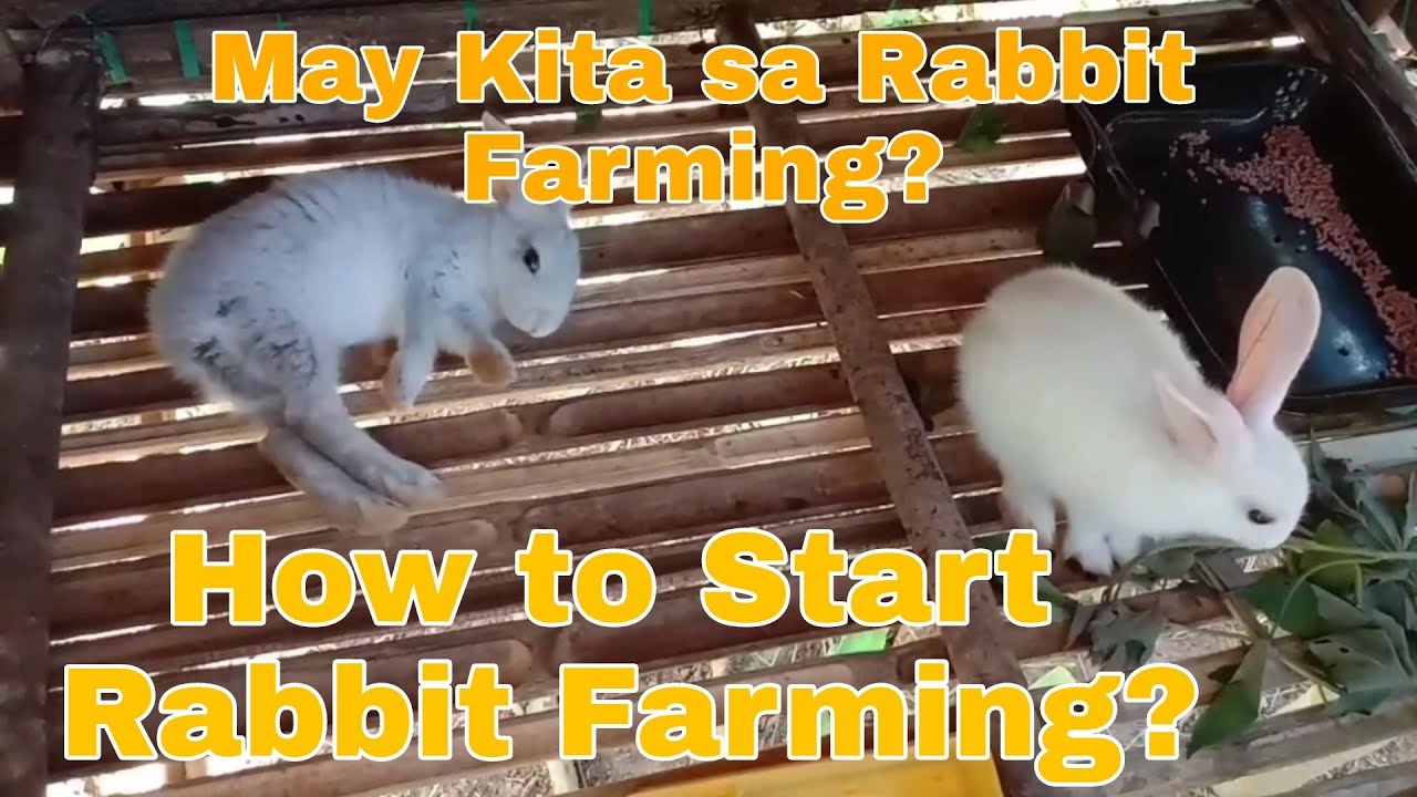 Rabbit Farming Starting Rabbitry in Our Mini Farm | With Twist of ...