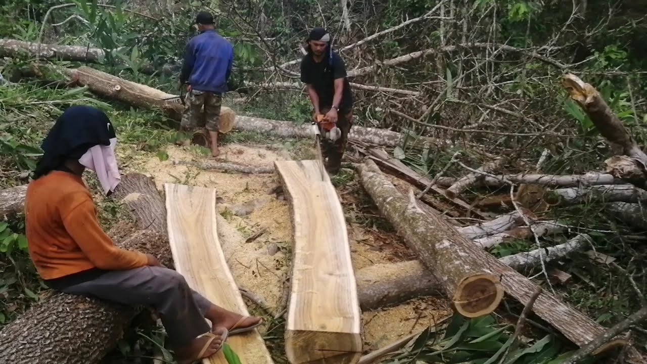 Chainsaw skills// chainsaw skills in Filipino way// 070 chainsaw - YouTube