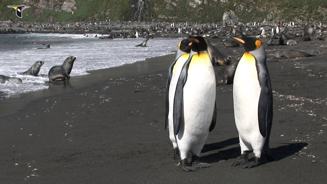 Contour Feathers of the King Penguin - YouTube