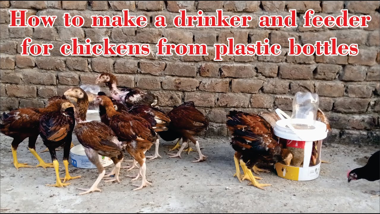 How to make a drinker and feeder for chickens from plastic bottles ...