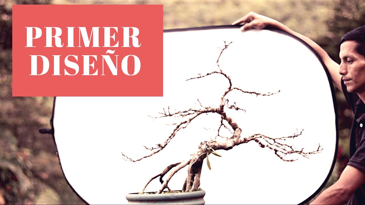 ALAMBRADO calliandra pittieri o Carbonero, estilo NEAGARI (RAICES ...