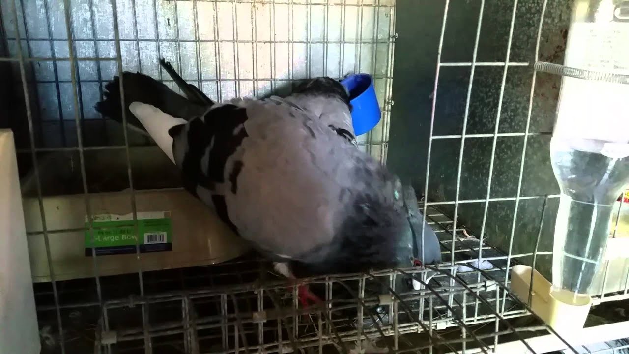 Palomas buchonas de robo - YouTube