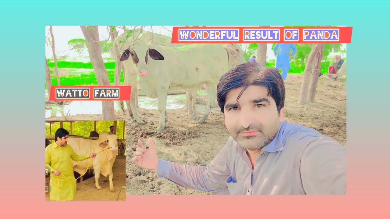 wonderful Result of Panda Bull Watto farm. - YouTube