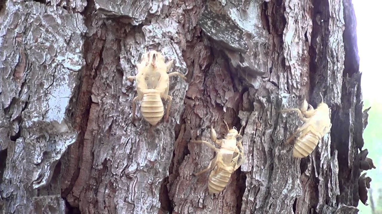 BOSCO SAN NICOLA ASCOLI SATRIANO I GUSCI DELLE CICALE - YouTube