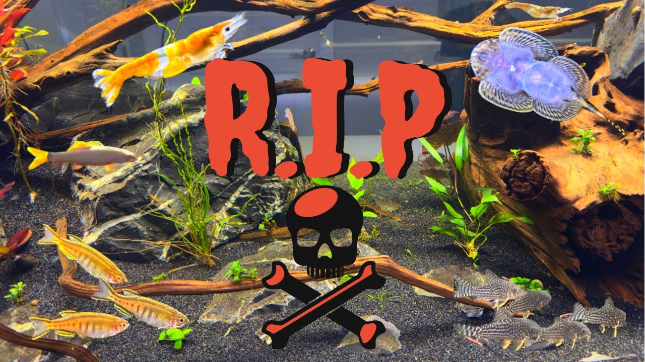 DISASTER in the 400 GALLON Community Aquarium | Dead Fish - YouTube