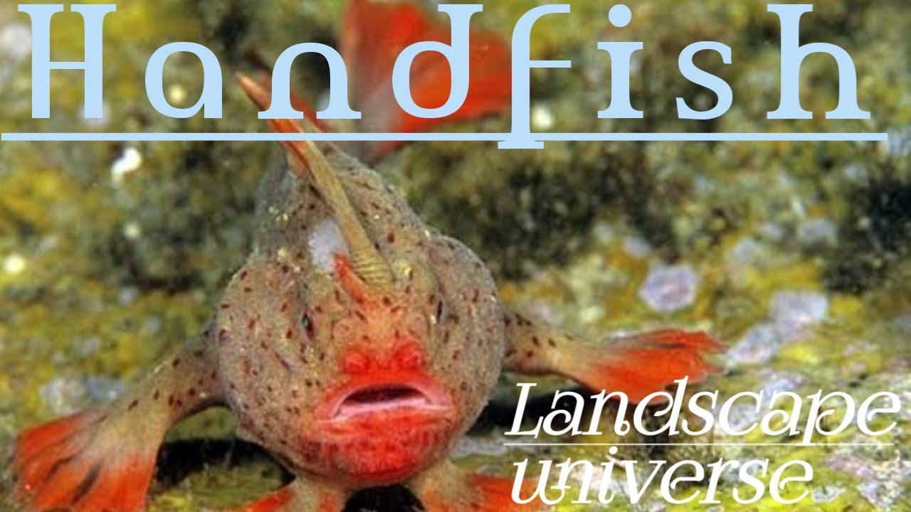 Handfish - The rarest fish in the world. - YouTube
