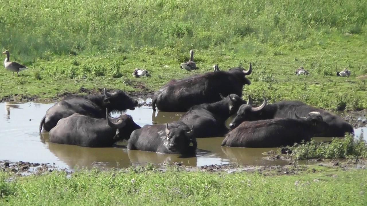 wildlife Buffalo wallow in mud pool Kingfisher Bridge Nature reserve ...