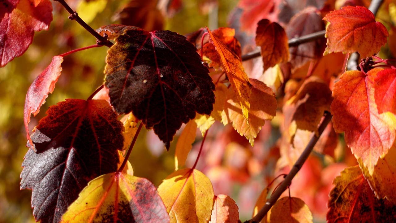 Autumn in Eastern Nebraska - 4k - YouTube