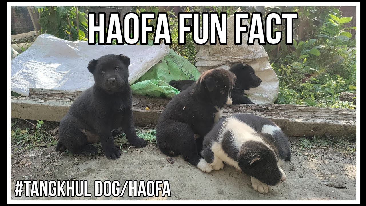 Unique Tangkhul Breed Dog. #Tangkhul#Dog#Naga - YouTube