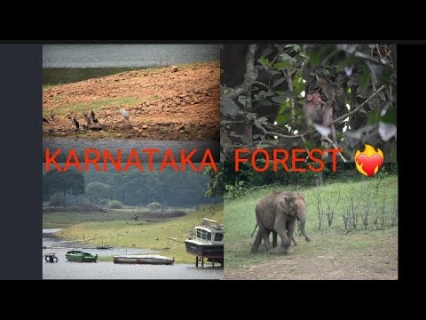 Karnataka forest historical place #viral # trending #🔥🔥🔥 - YouTube