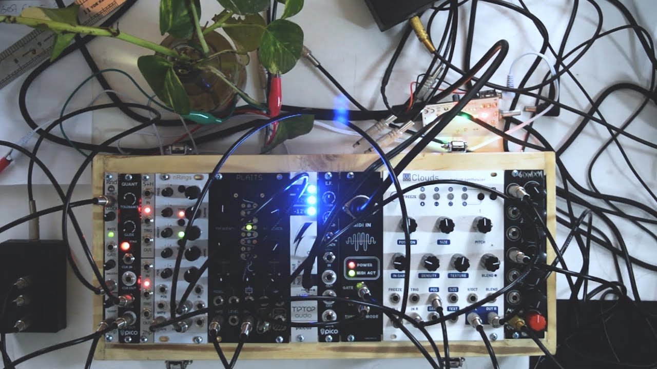 Piper betle Linn | Plant, MIDI Biodata Sonification Device, and ...