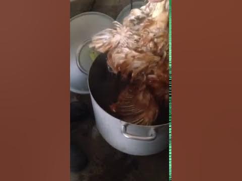 Перосъемная машина ПМ-7М отзывы. - YouTube