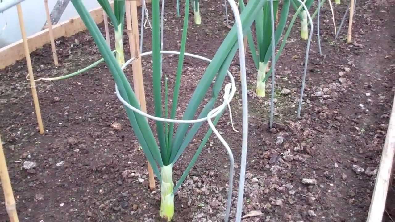 Allotment Diary : A quick check on the Giant Exhibition Show Onions ...