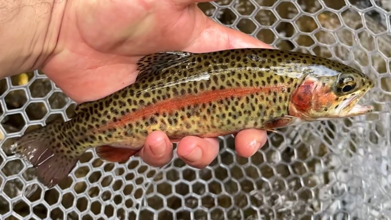 Trout Fishing In Helen Georgia - YouTube